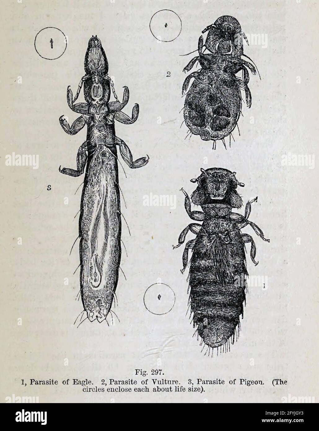 Artwork of tiny Organisms under microscope From the book ' The ...