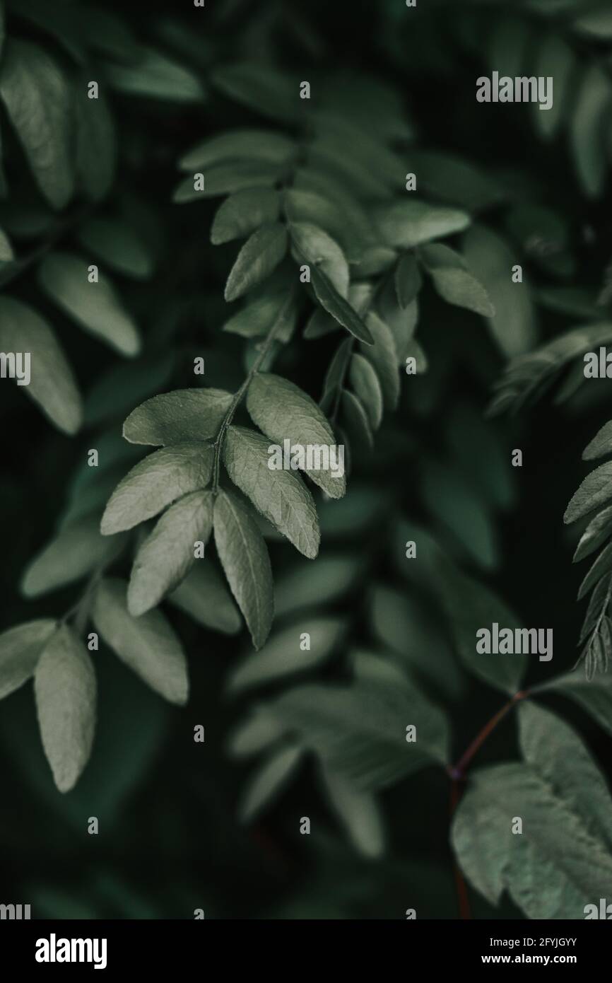 Vertical shot of green leaves Stock Photo - Alamy