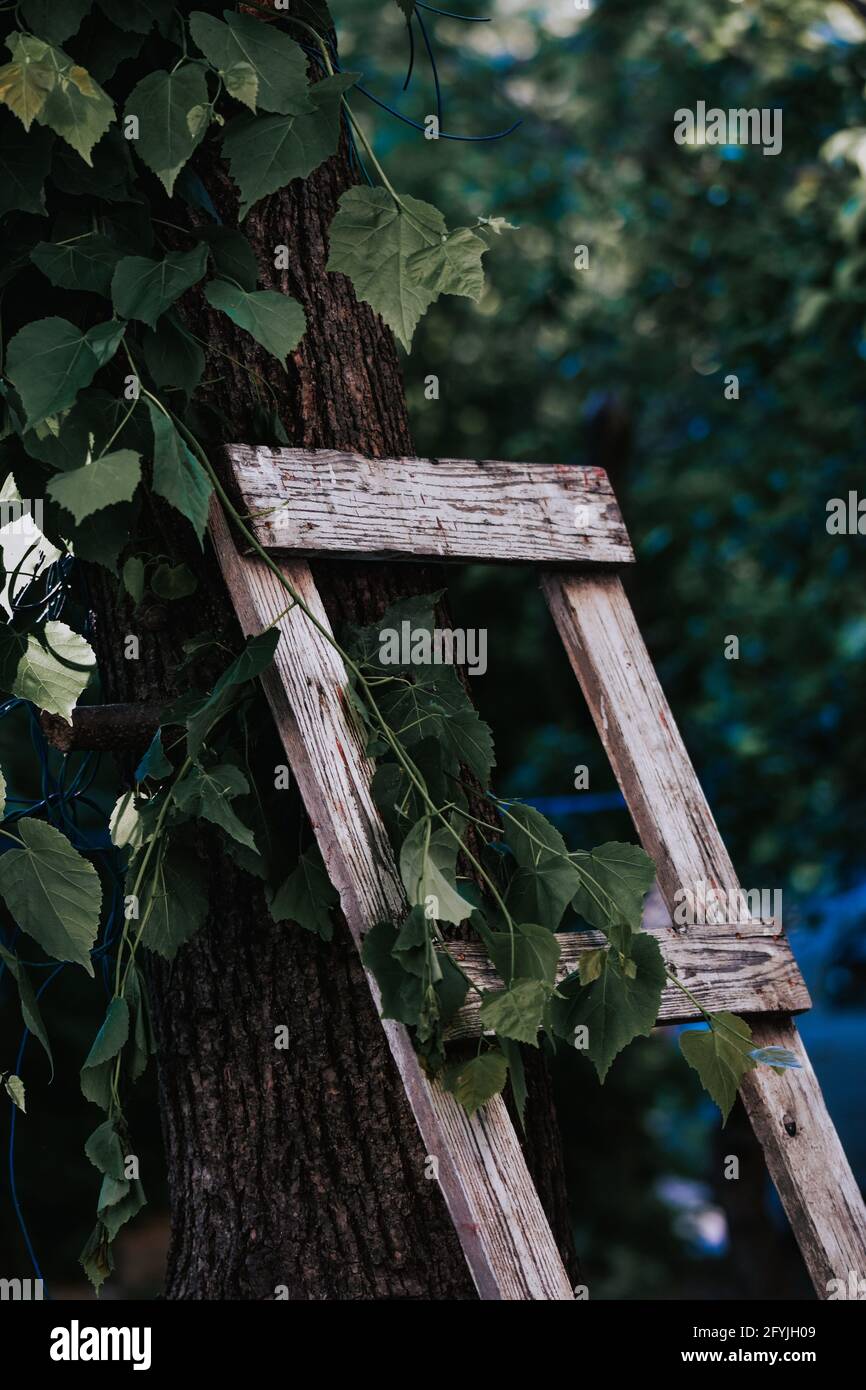 Vertical shot of a wooden ladder leaning on a tree Stock Photo - Alamy