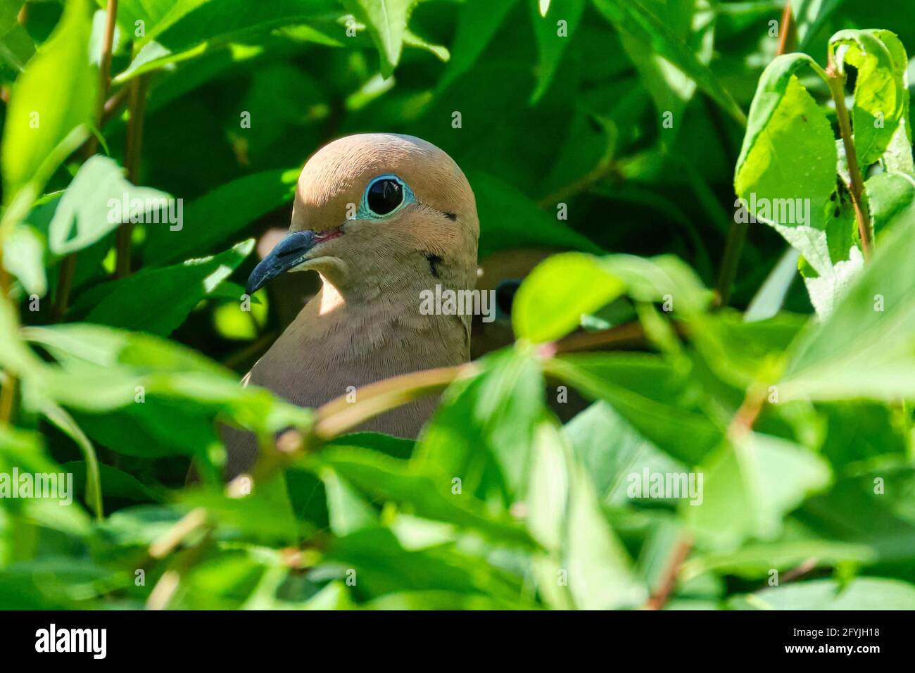Mourning doves nesting hi-res stock photography and images - Alamy