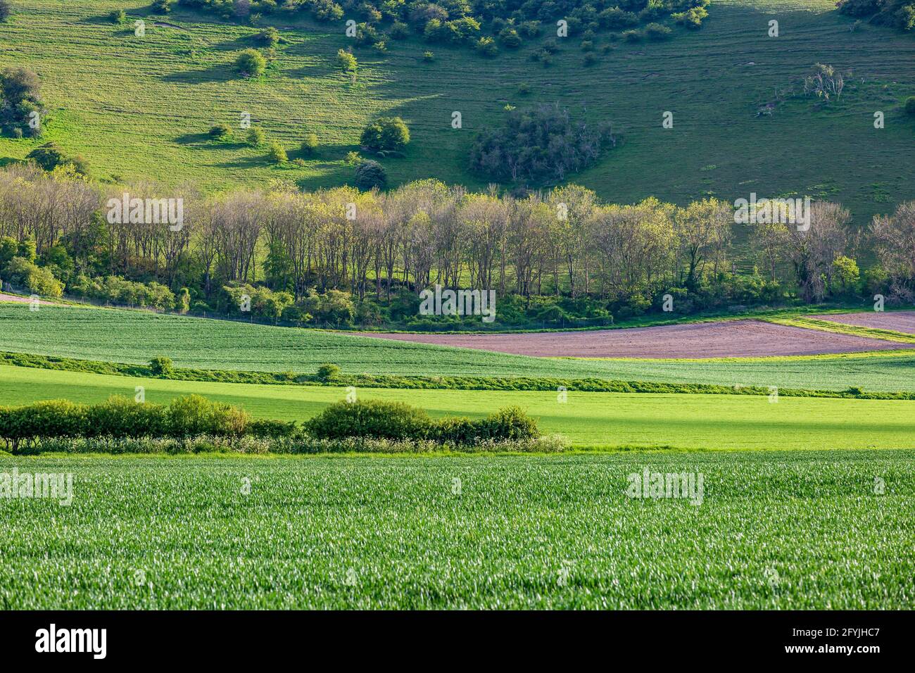 Crops growing in Sussex farmland on a sunny spring evening Stock Photo ...
