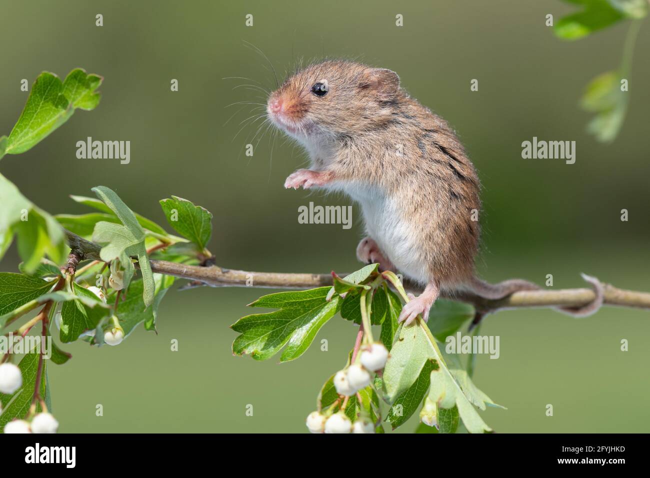 Eurasian harvest mice hi-res stock photography and images - Alamy