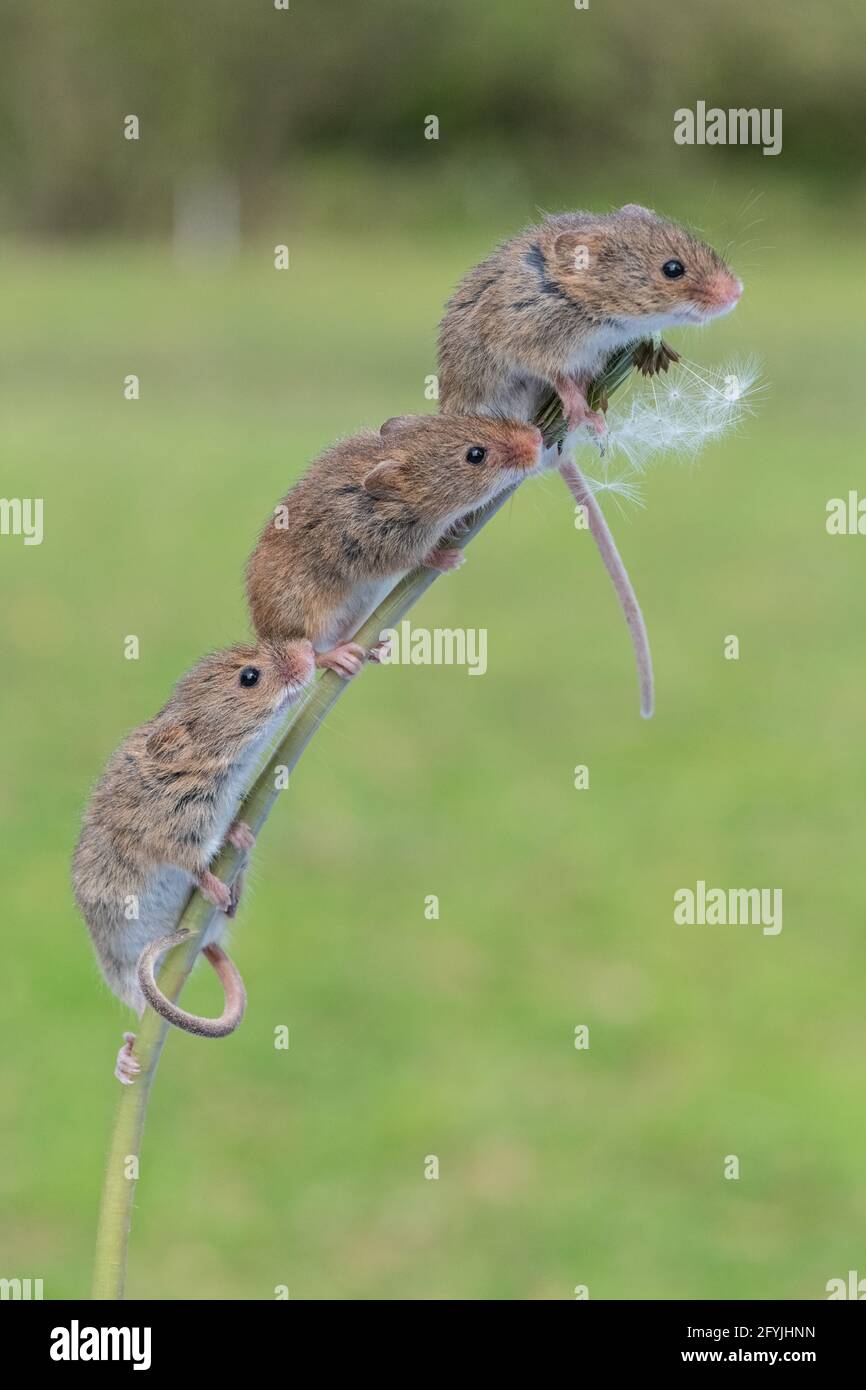 Happy mice hi-res stock photography and images - Alamy