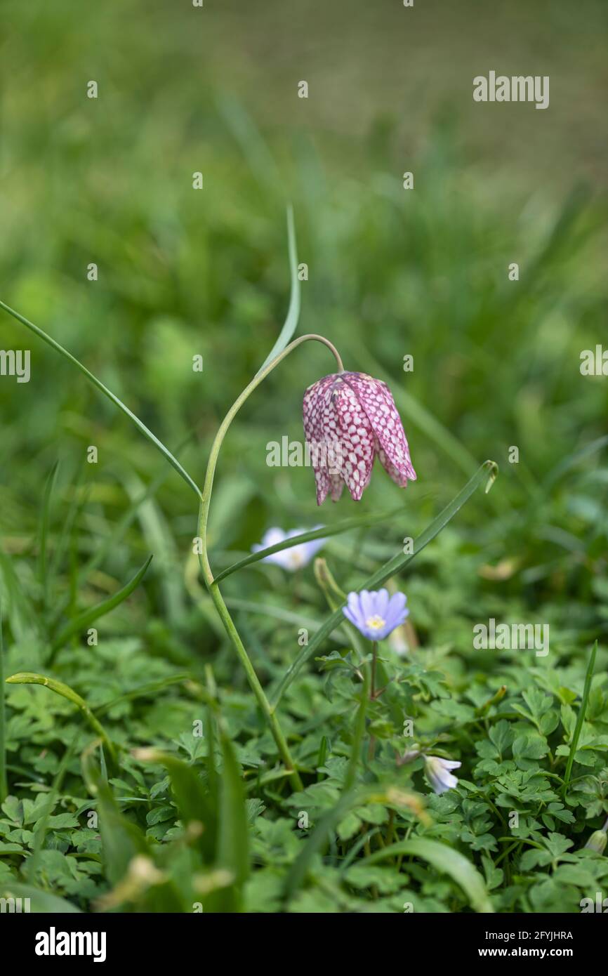 Chequered fritillary hi-res stock photography and images - Alamy