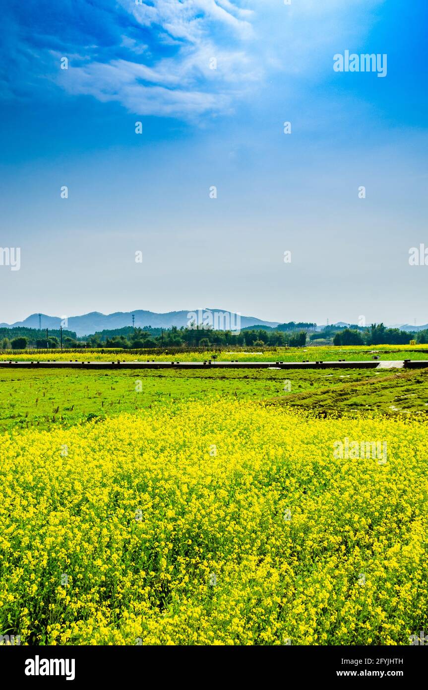 Yellow rape flowers blossomed everywhere in the background of the ...