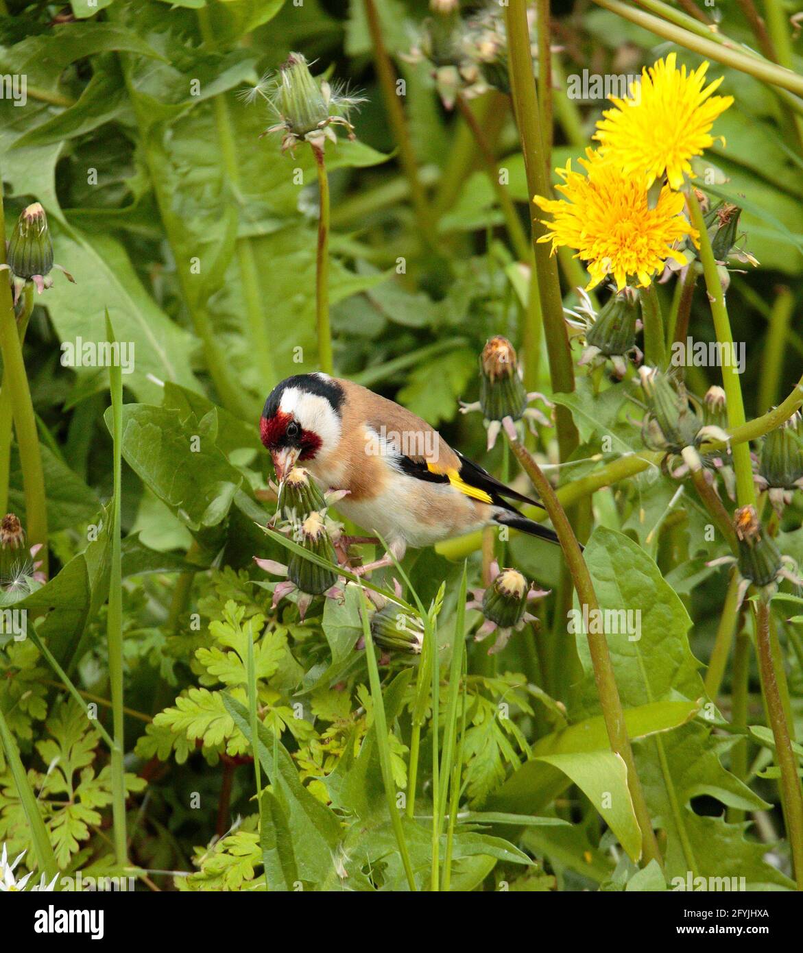 Seeds birds wing hi-res stock photography and images - Alamy