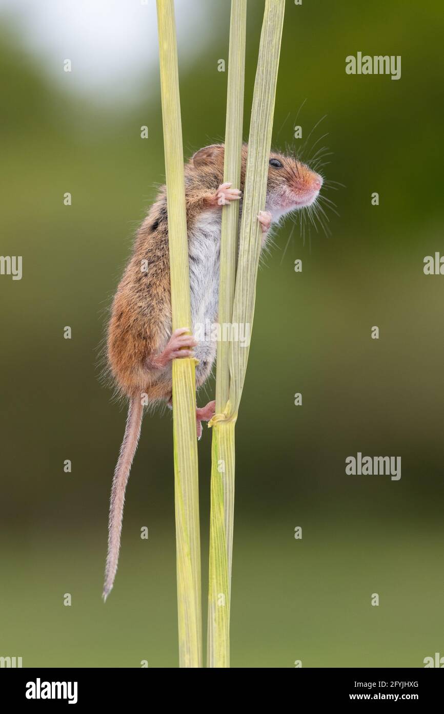 Little harvest mouse clinging onto a stem of wheat Stock Photo - Alamy