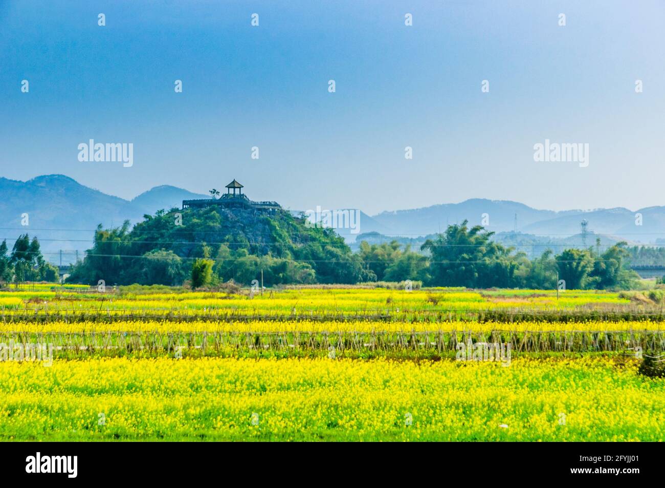 Yellow rape flowers blossomed everywhere in the background of the ...
