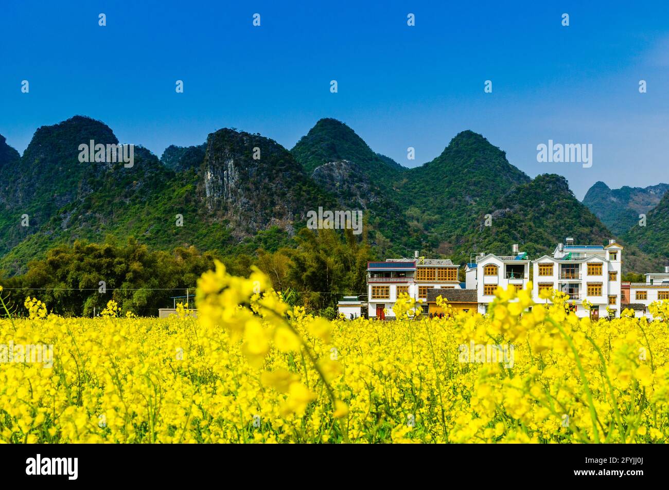 Yellow rape flowers blossomed everywhere in the background of the ...