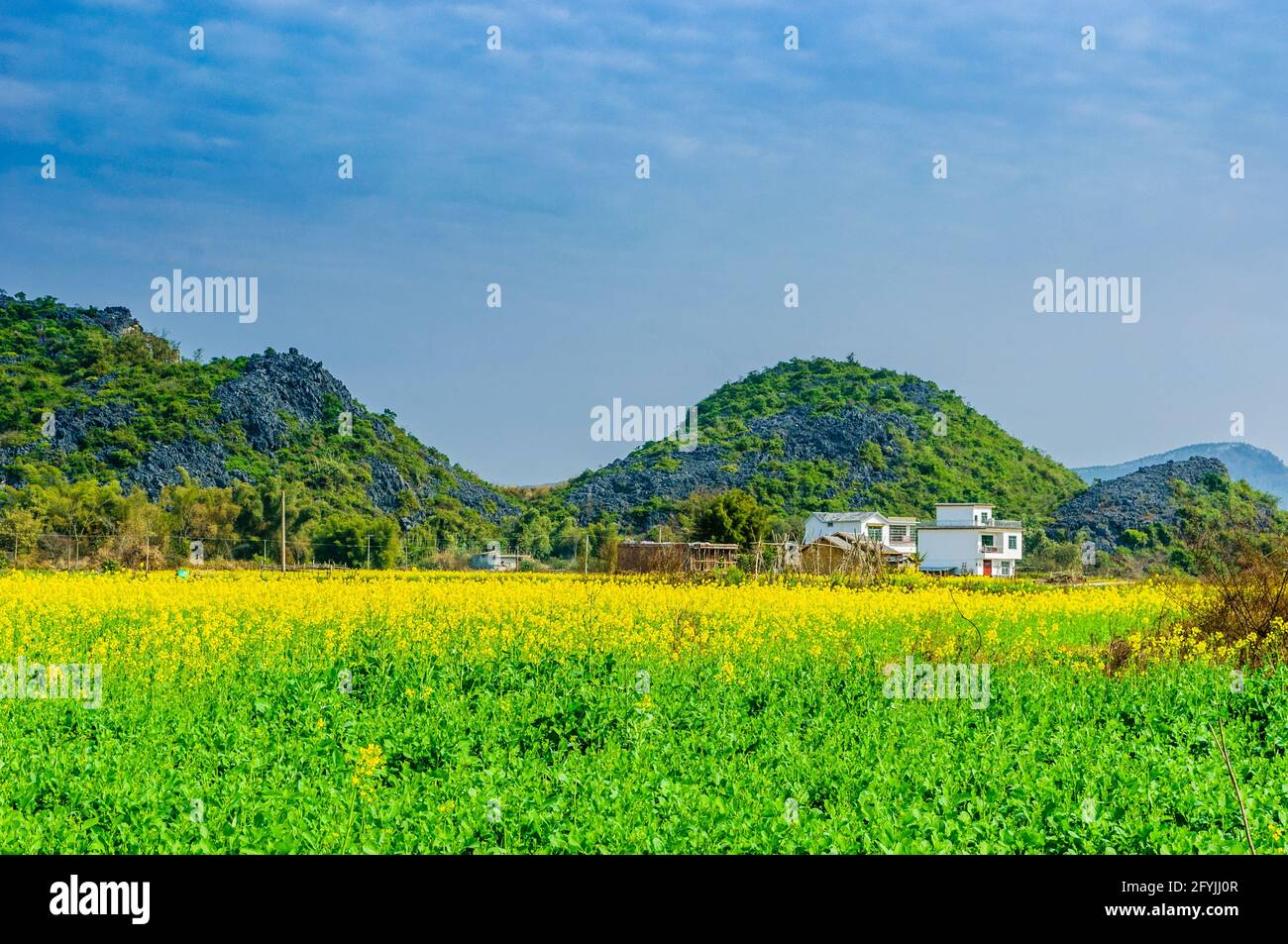 Yellow rape flowers blossomed everywhere in the background of the ...