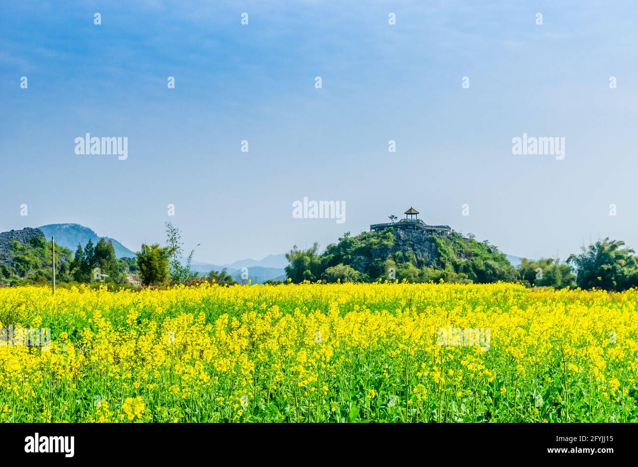 Yellow rape flowers blossomed everywhere in the background of the ...