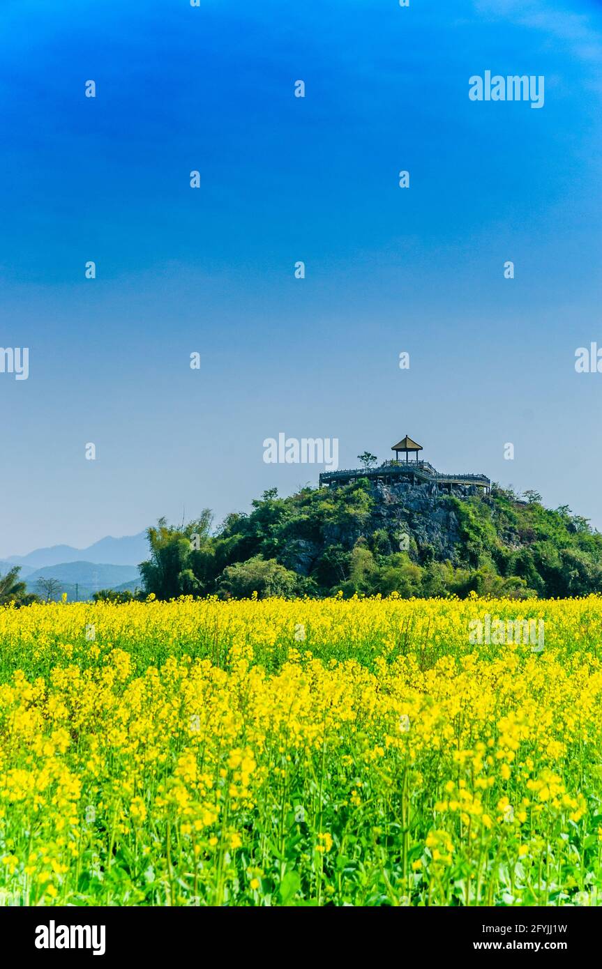 Yellow rape flowers blossomed everywhere in the background of the ...