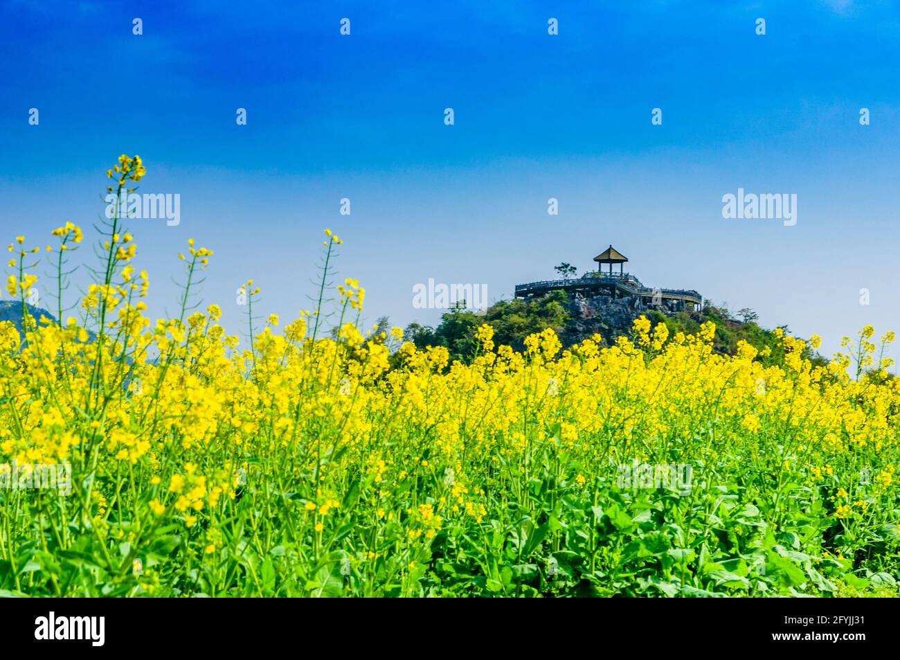 Yellow rape flowers blossomed everywhere in the background of the ...