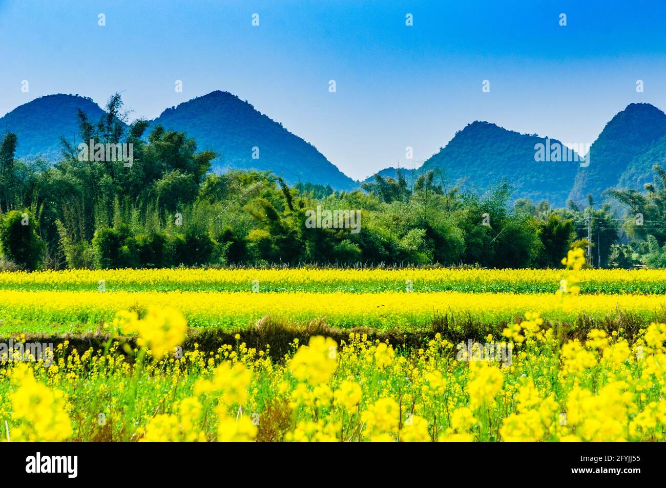 Yellow rape flowers blossomed everywhere in the background of the ...