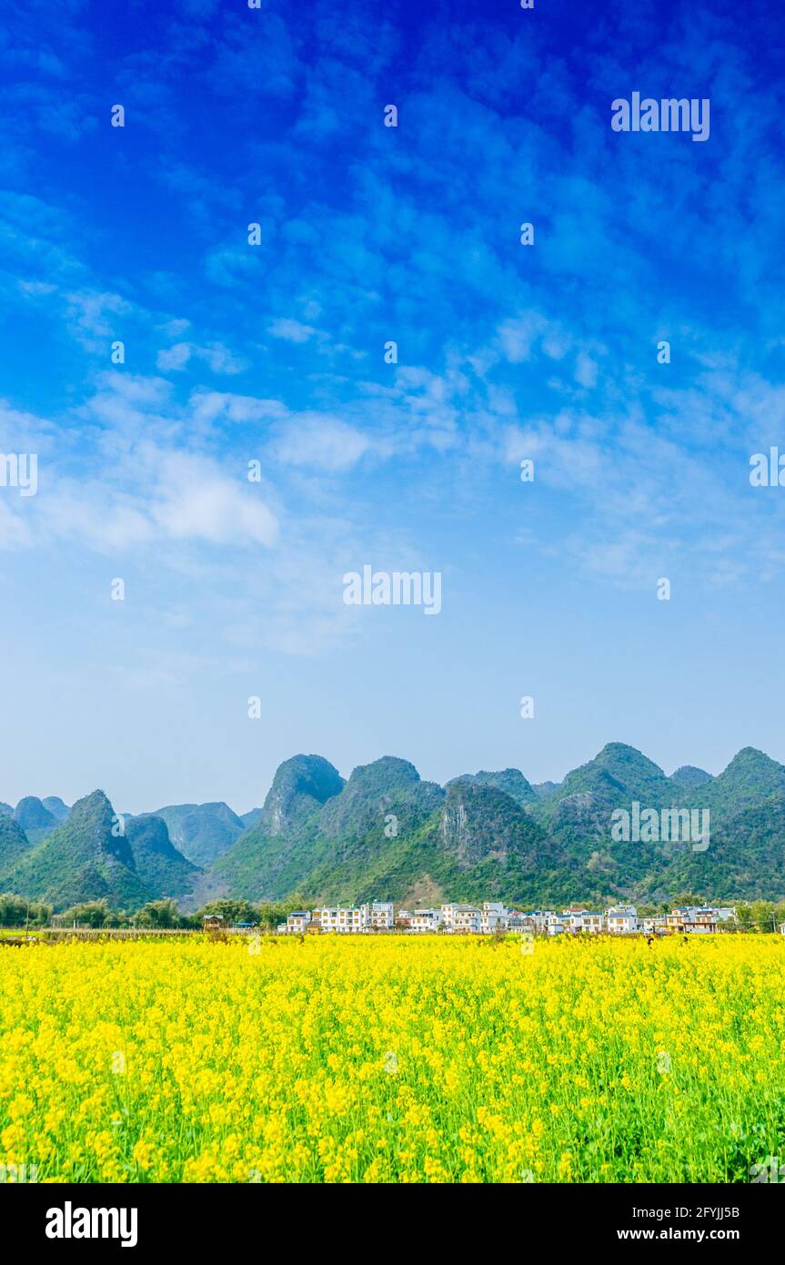 Yellow rape flowers blossomed everywhere in the background of the ...