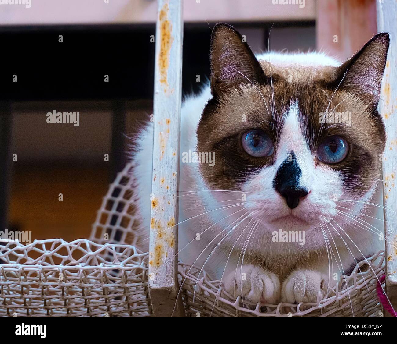 A macro shot of a young tabby cat's face. Focus on his gorgeous green ...