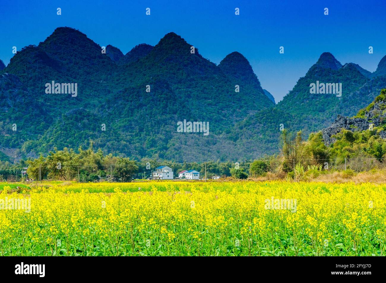 Yellow rape flowers blossomed everywhere in the background of the ...