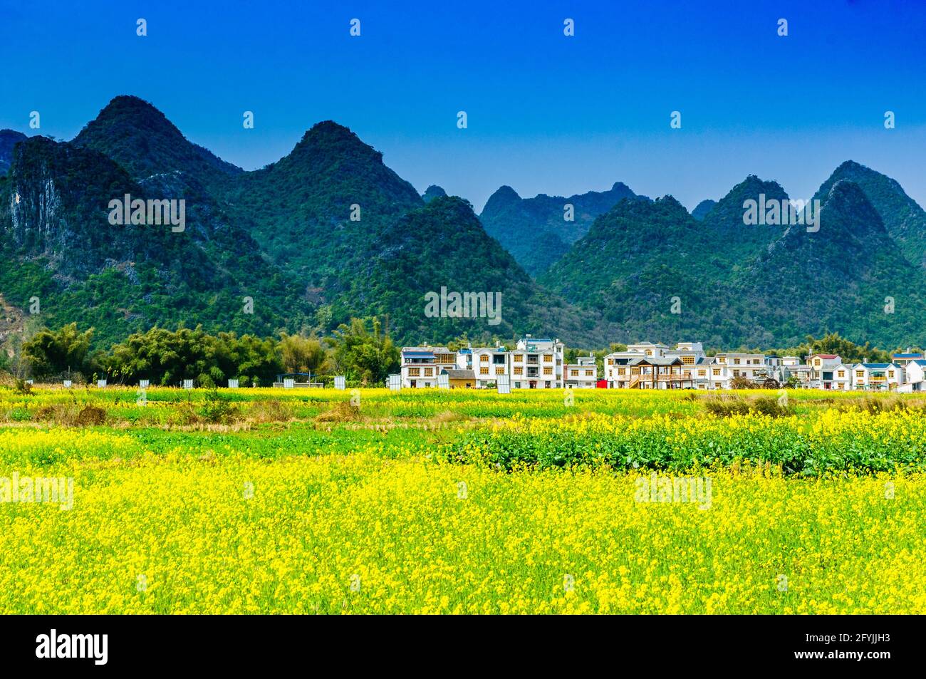 Yellow rape flowers blossomed everywhere in the background of the ...