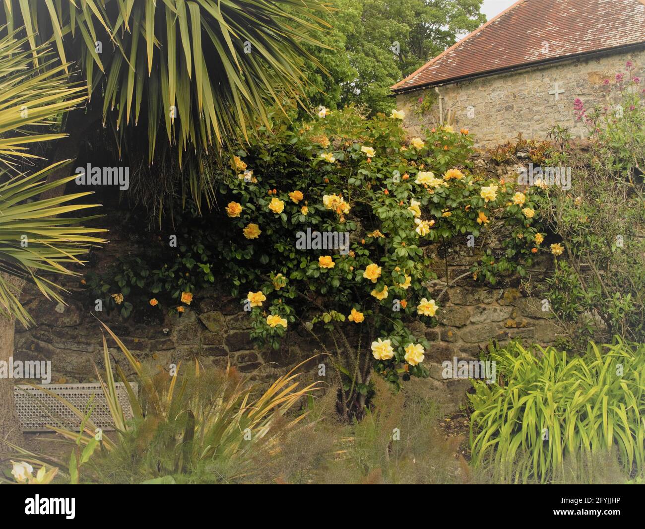 Hot house english garden rose hi-res stock photography and images - Alamy