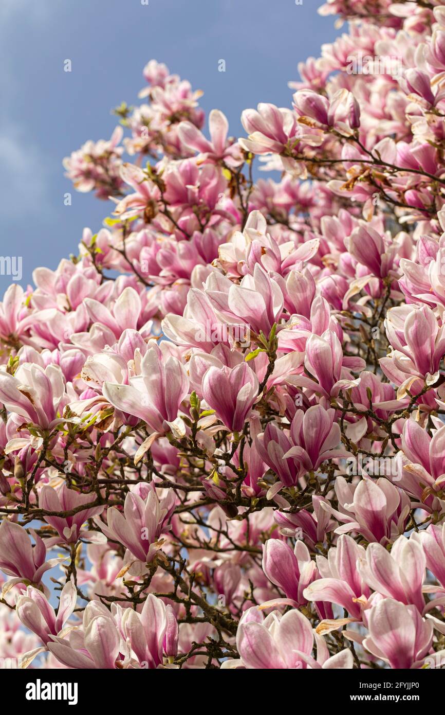 Blue magnolia tree hi-res stock photography and images - Alamy