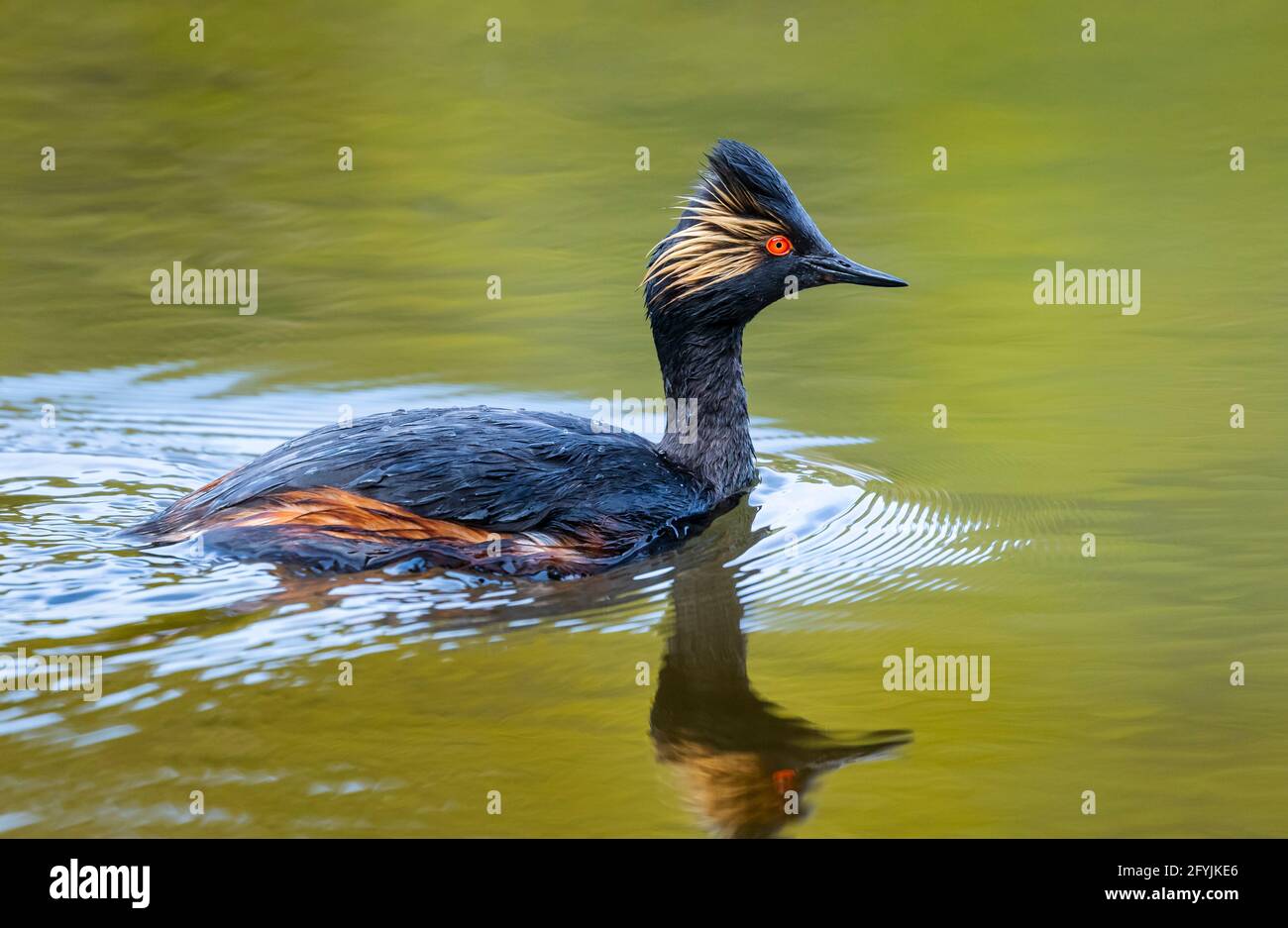 Eared Grebe Identification