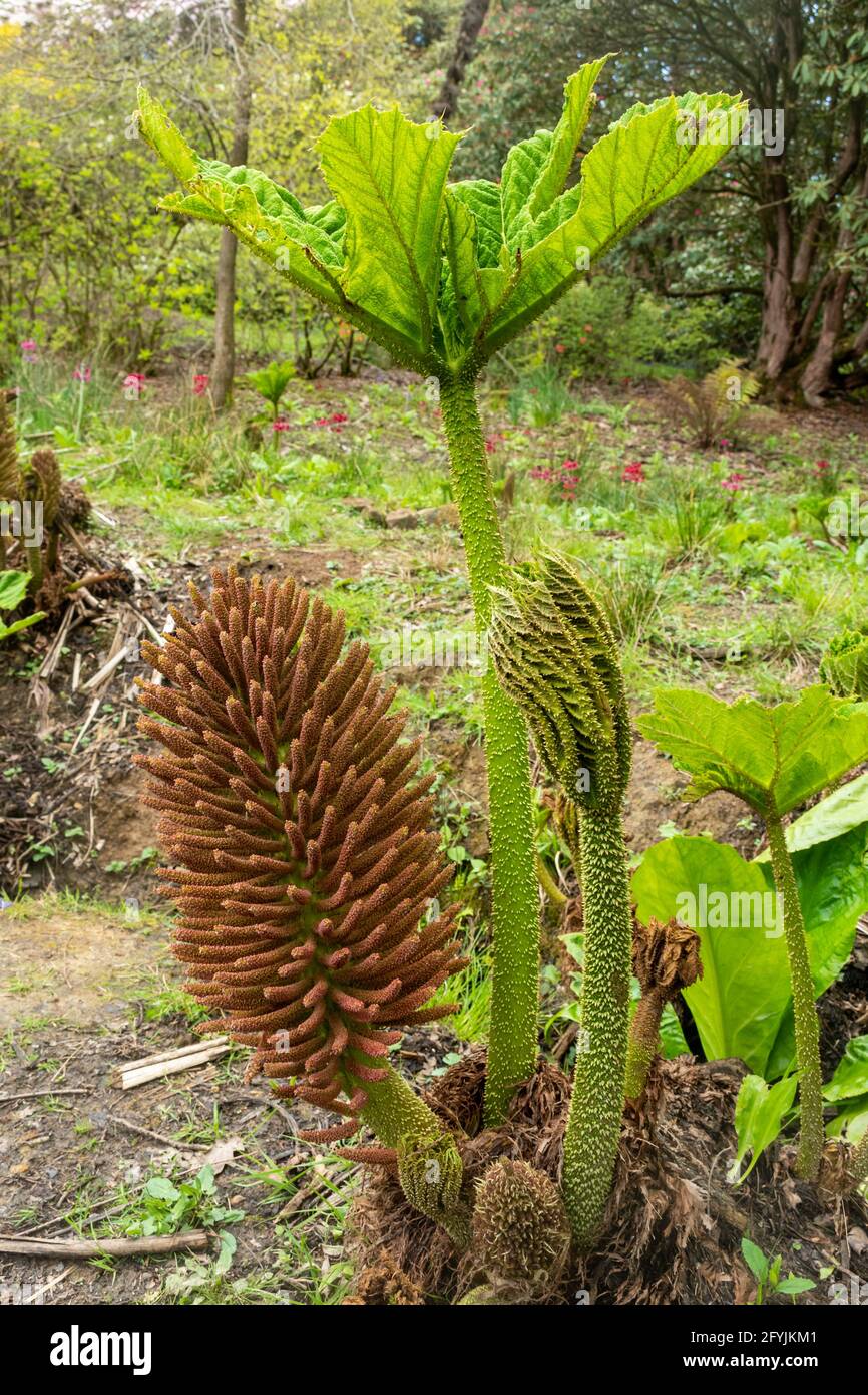 Gunnera plant with emerging flower spike in a bog garden during May, UK ...
