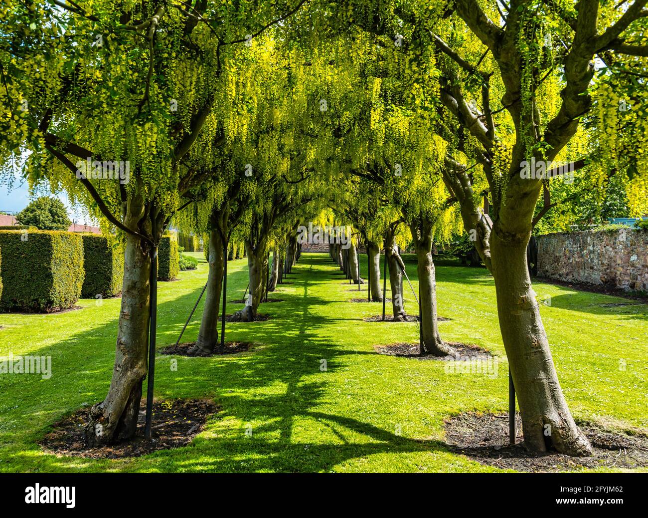 Yellow flowers in scotland hi-res stock photography and images - Alamy