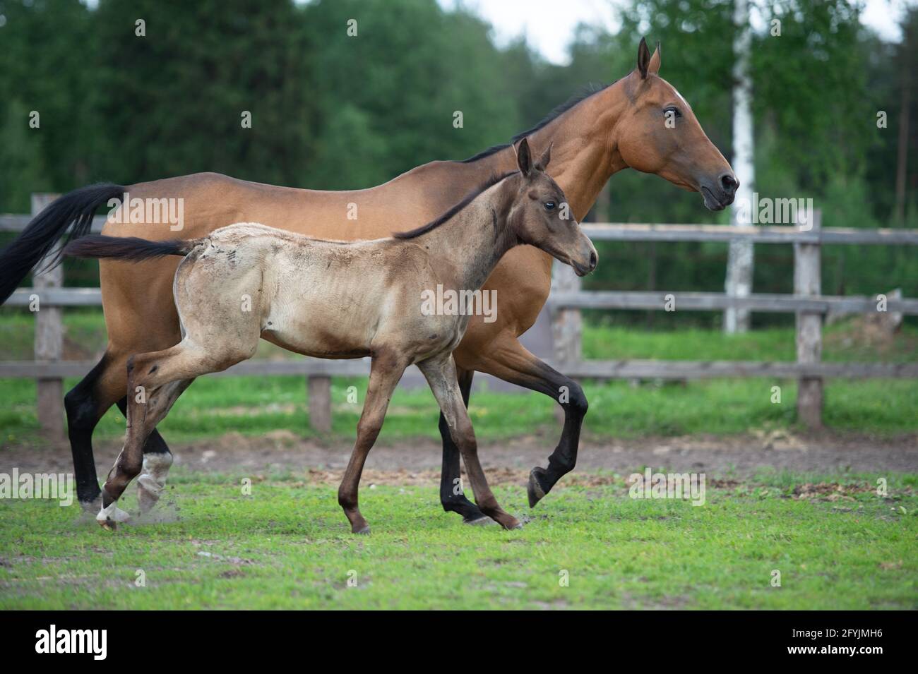 Raven dam hi-res stock photography and images - Alamy