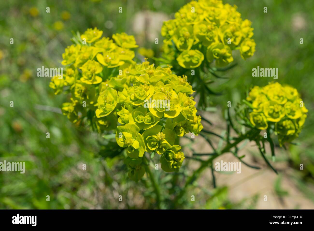 Yellow mountian flowers Stock Photo - Alamy