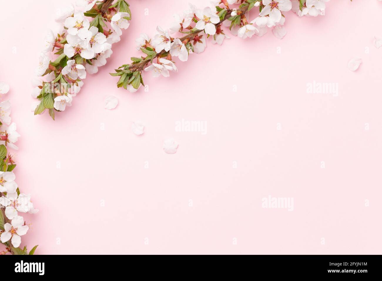 Cherry blossom over pink background. Spring backdrop with sakura branch ...
