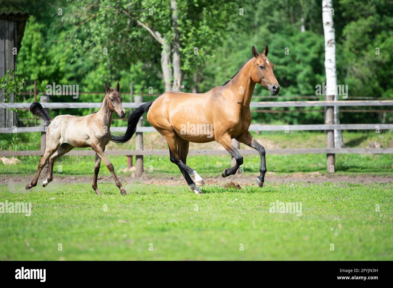 Raven dam hi-res stock photography and images - Alamy