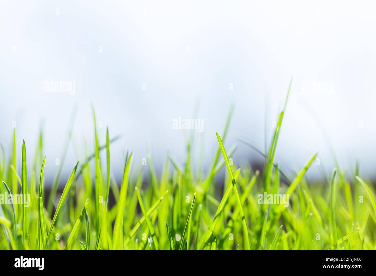 Sunny spring grass field closeup background Stock Photo - Alamy