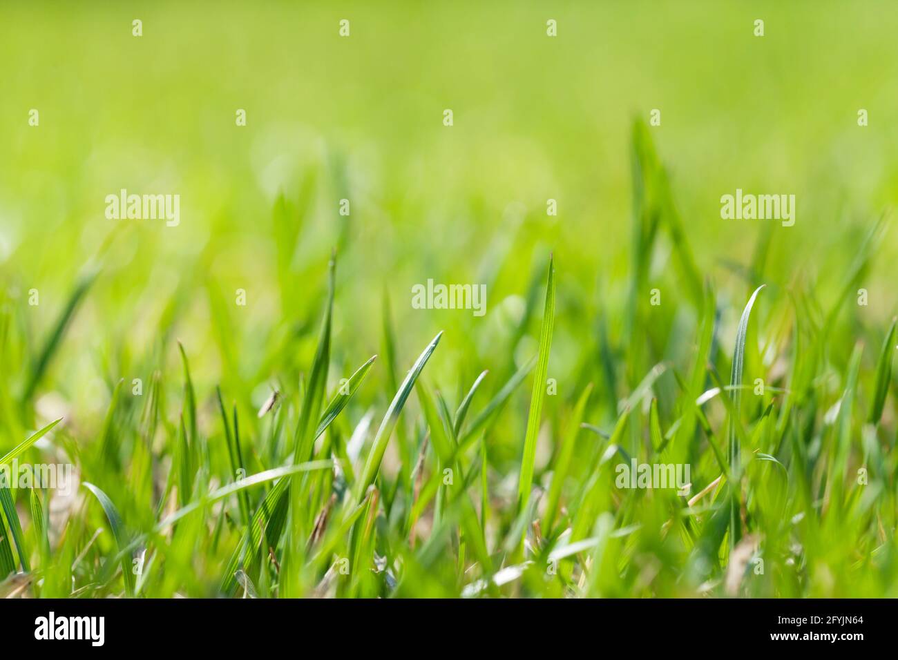 Sunny spring grass field closeup background Stock Photo - Alamy