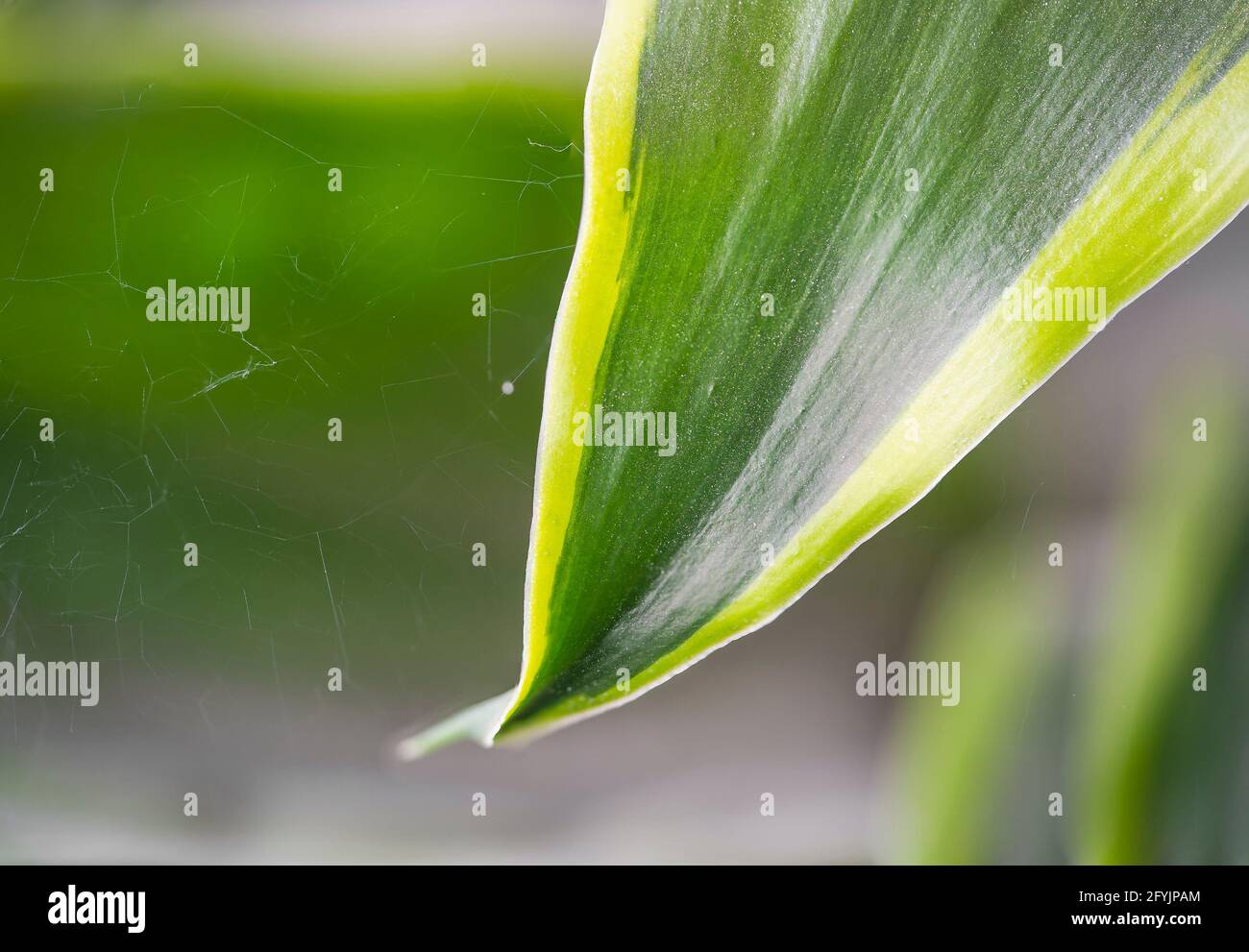 Aspidistra pot hi-res stock photography and images - Alamy