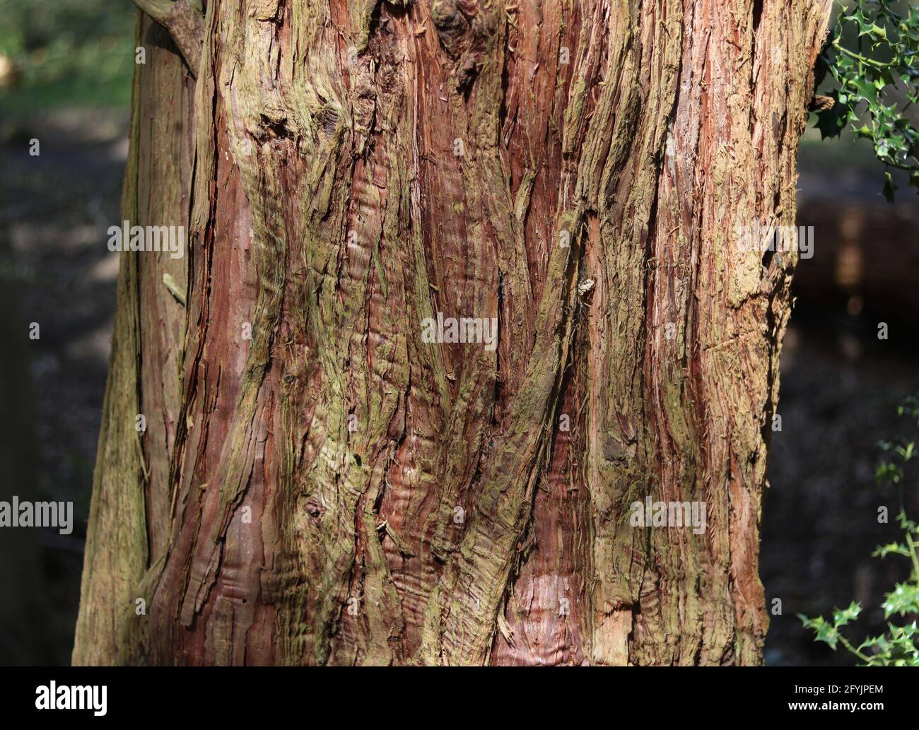 Texture of ridged tree trunk hi-res stock photography and images - Alamy