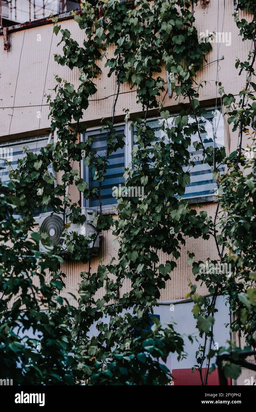 Vertical shot of creeping plant on a building Stock Photo - Alamy