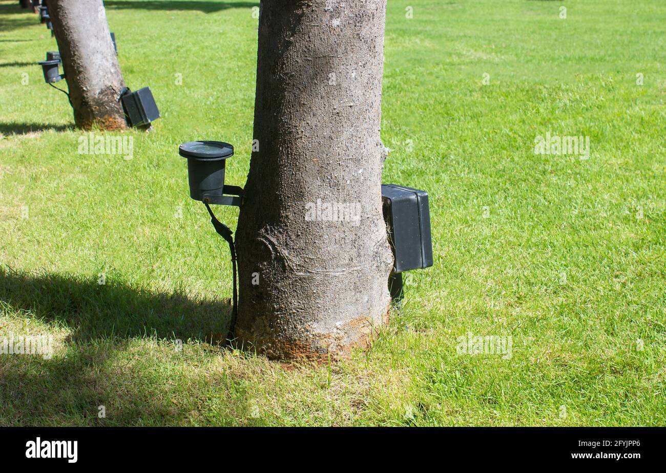 Small LED spotlight shining up the tree Stock Photo - Alamy
