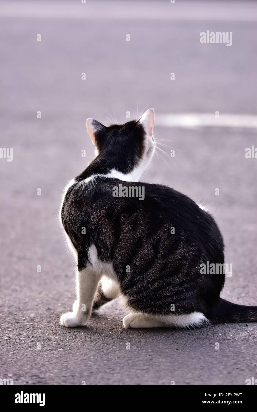 Vertical back view of a striped cat Stock Photo - Alamy