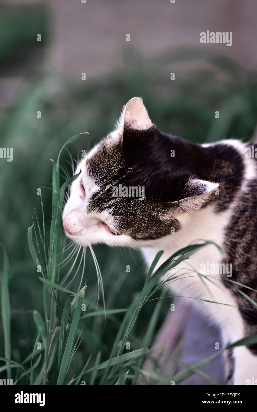 Selective focus of an adult cat nibbling grasses on a lawn with a ...