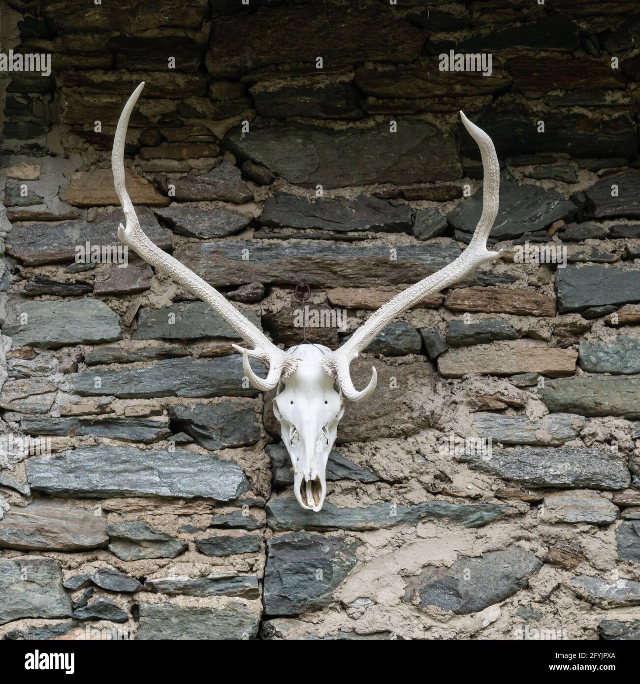 Deer skull hanging on a stone wall of an alpine hut Stock Photo - Alamy