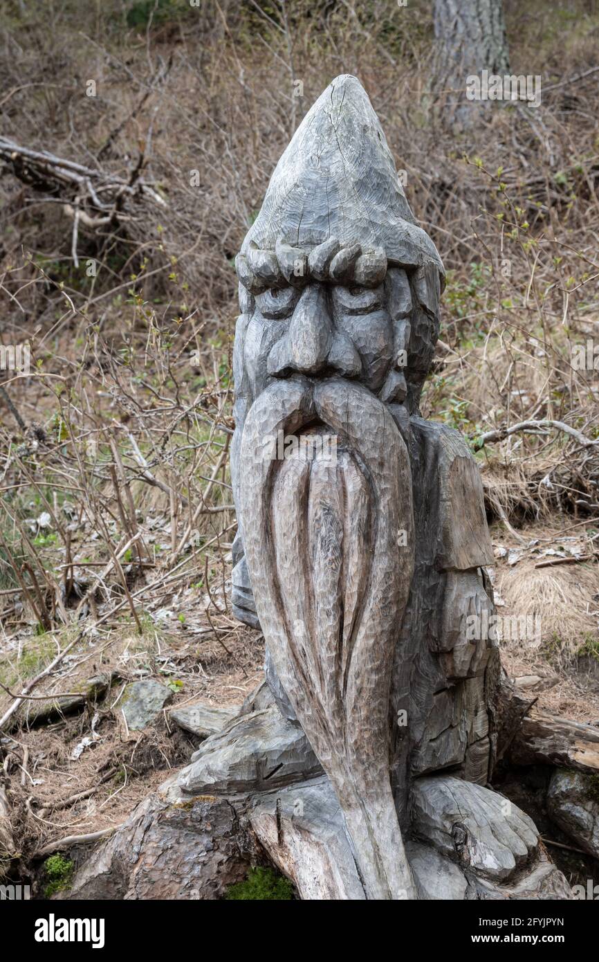 Elf carved in the trunk of a centuries-old fir tree in the Italian Alps ...