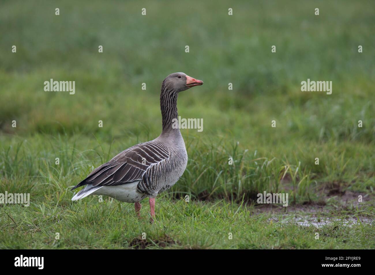 Graugans, Anser anser, greylag goose Stock Photo - Alamy