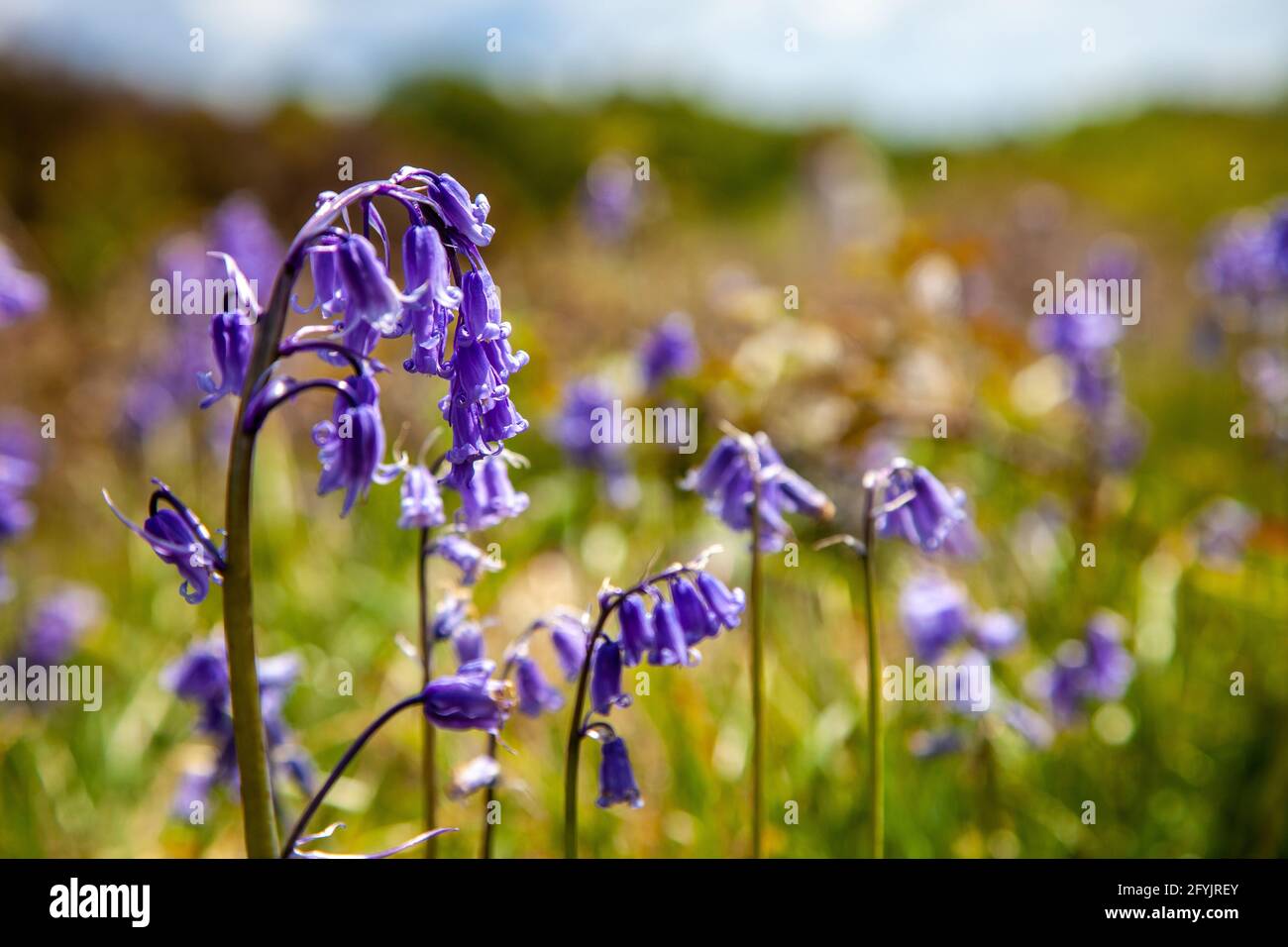 Fields of bluebells hi-res stock photography and images - Alamy