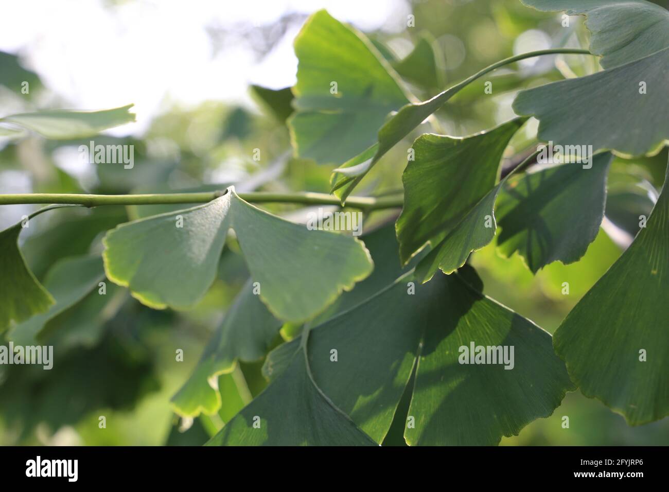 Ginko tree hi-res stock photography and images - Alamy