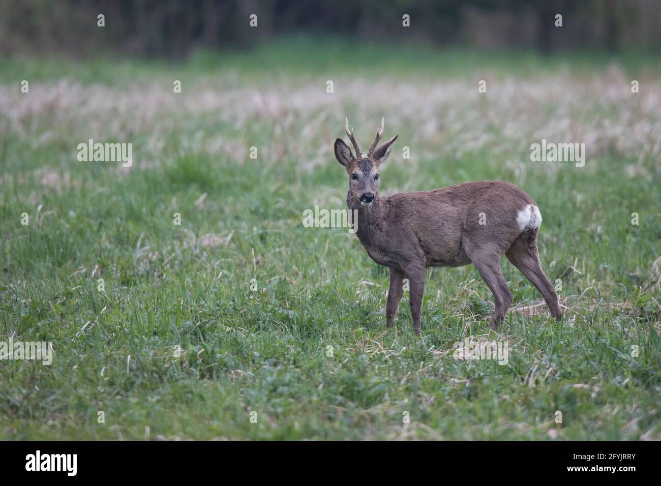 Reh fressen hi-res stock photography and images - Alamy