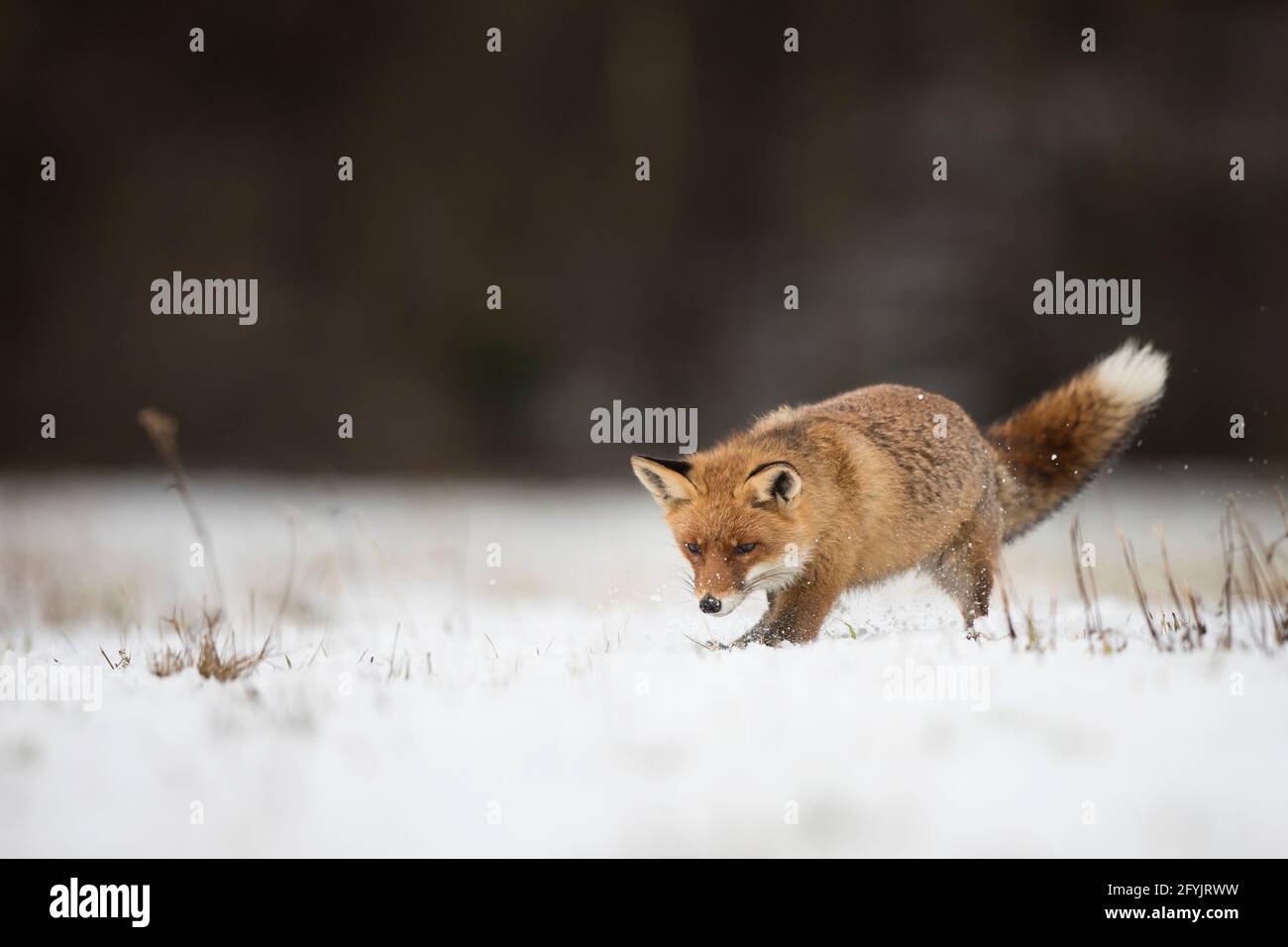 Fox hunt chase hi-res stock photography and images - Alamy