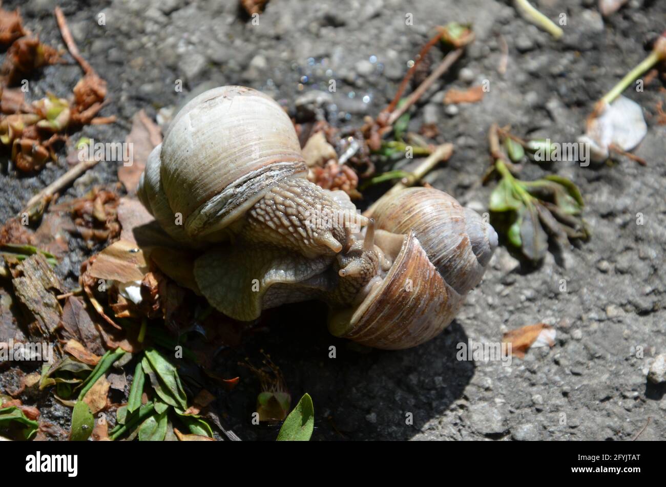 hugging snails, 2 large snails Stock Photo - Alamy