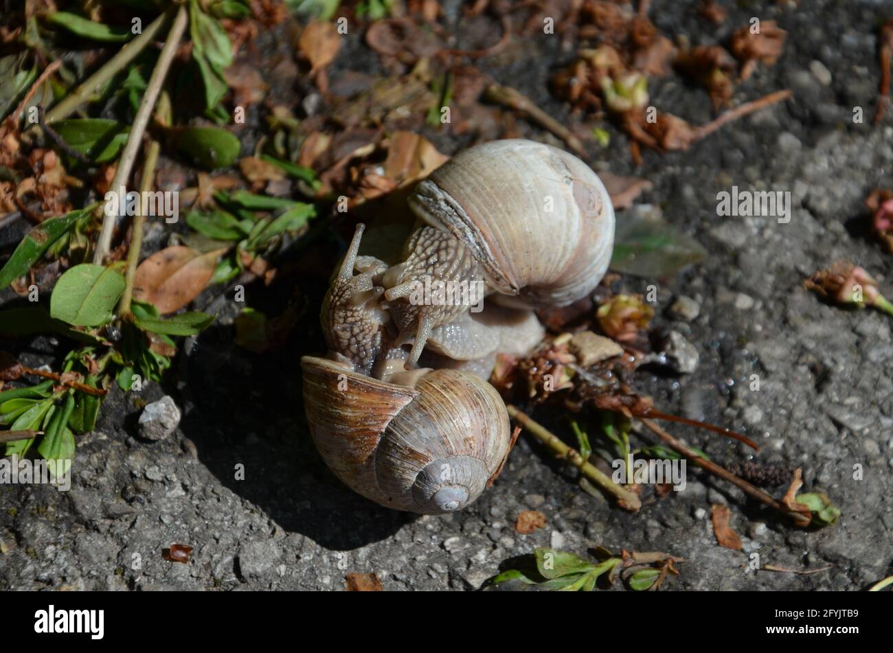 hugging snails, 2 large snails Stock Photo - Alamy