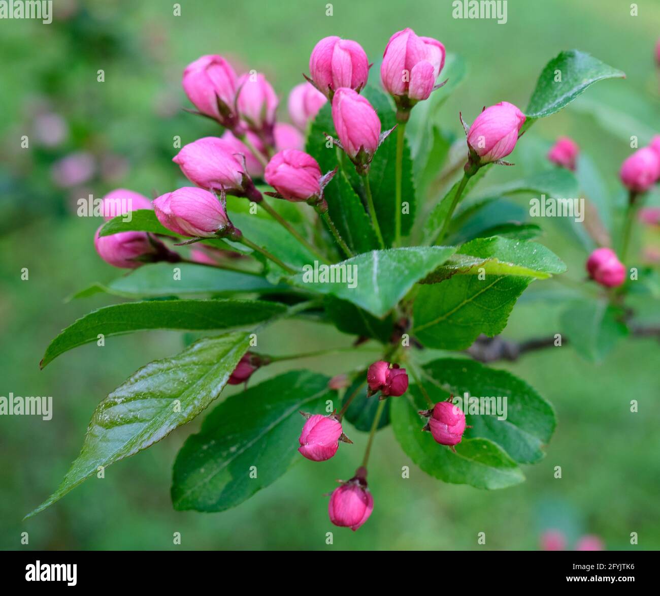 Budding flowers hi-res stock photography and images - Alamy