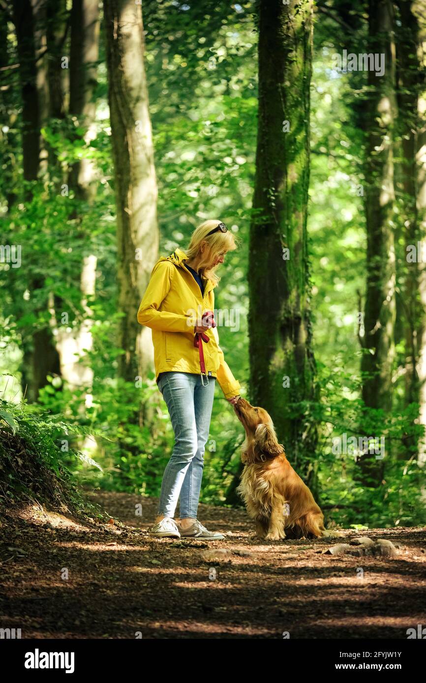 Woman in a yellow coat walking and playing with her cocker spaniel dog ...